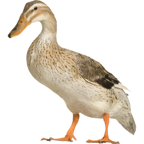 Publications – The BOB Lab