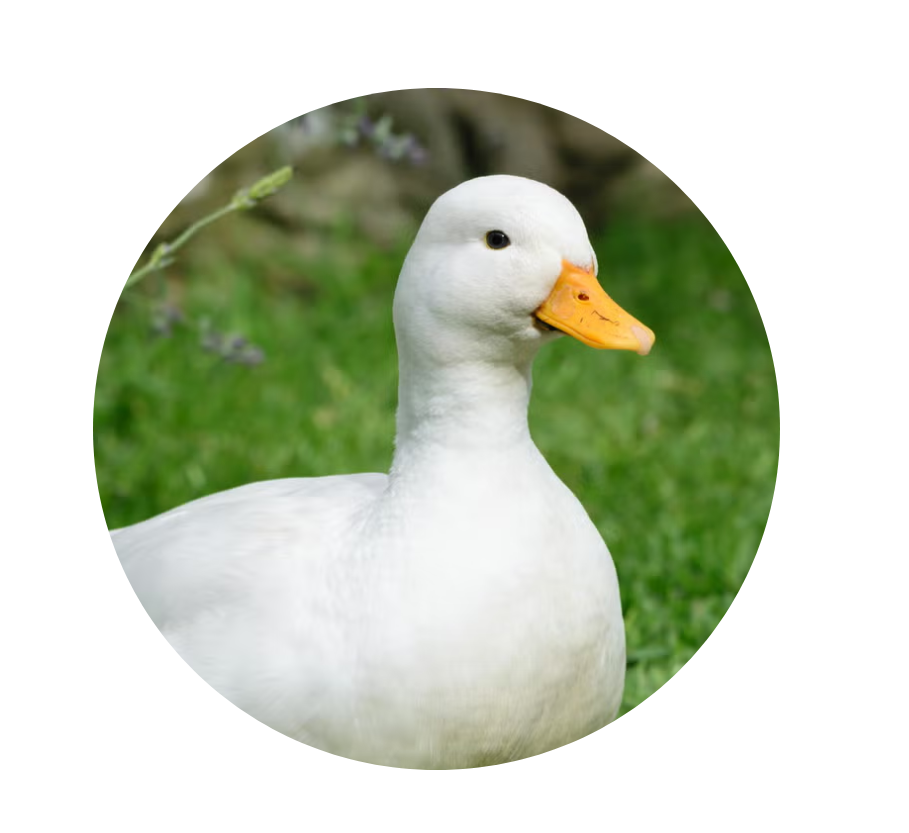 Our Team – The BOB Lab